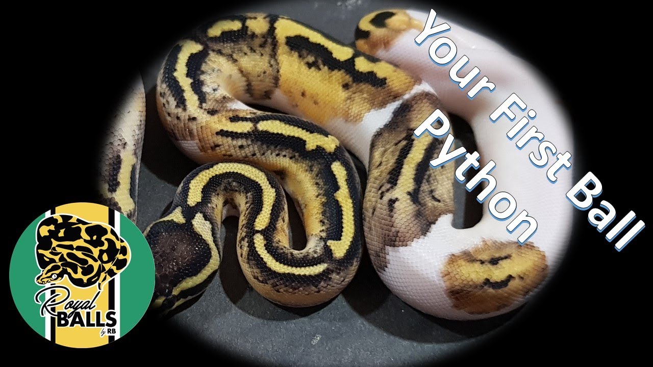 Breeding Ball Pythons; Your First Ball Python - YouTube
