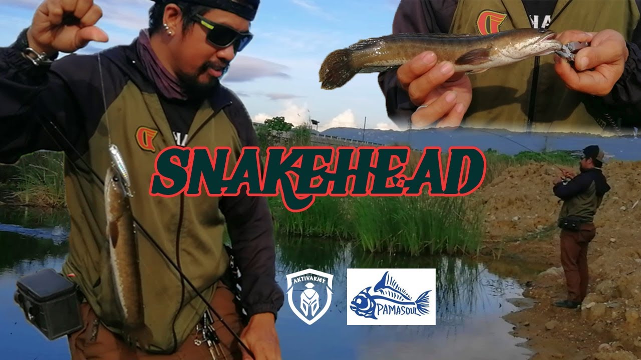 Snakehead on pencil from Pamasoul #fishing #snakehead - YouTube