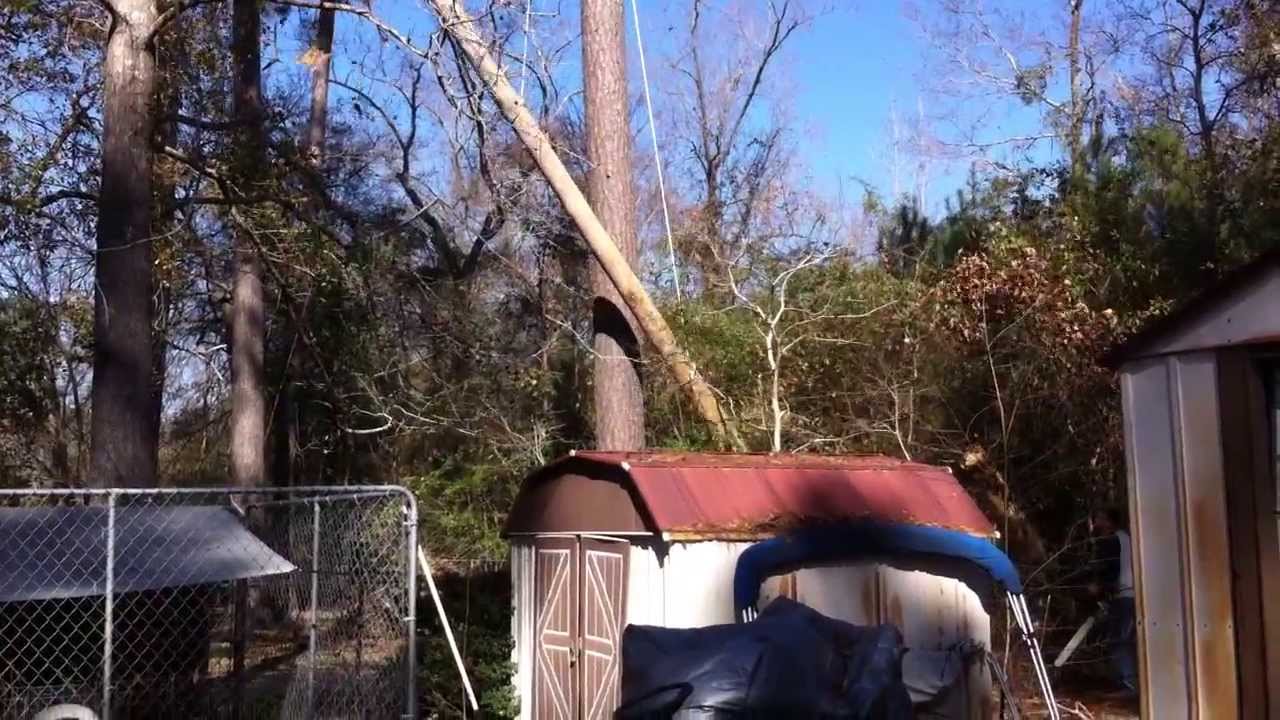 Saving Sheds from a Broken Tree - YouTube
