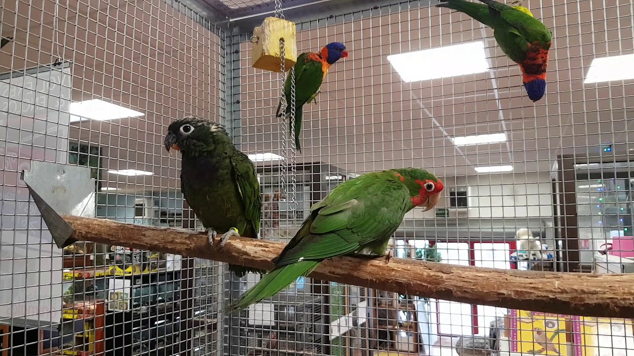 Pionus de maximilien "Pionus maximiliani" - Mâle EAM - Bague 541 - YouTube