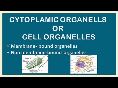 Cytoplasmic Organelles or Cell Organelles | Membrane-bound & non ...