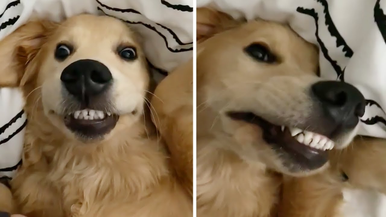 Pup using dental dog treats shows off her bright smile - YouTube
