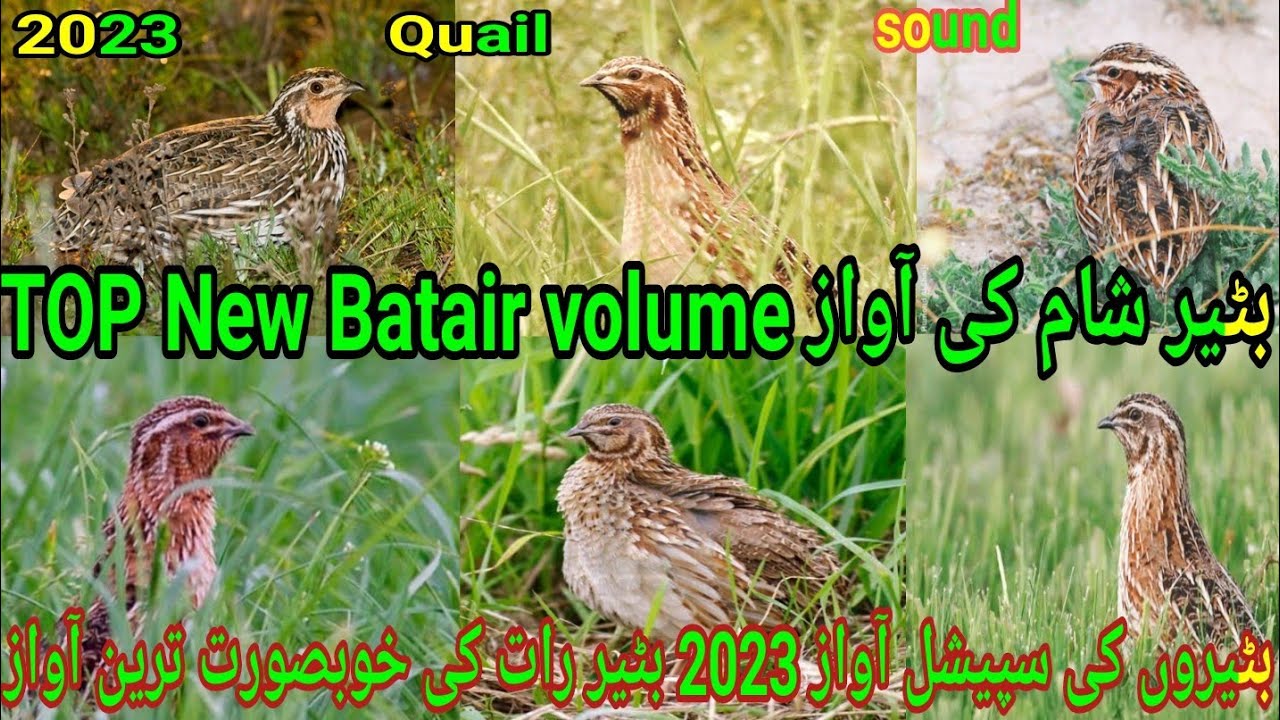 Batair ki awaz l Batair new sound l batair attached video l Quail Best ...
