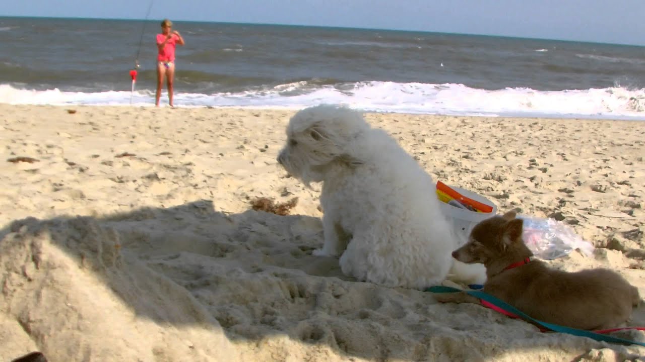 Mr. Pitman and Stelly enjoying a day at the beach - YouTube