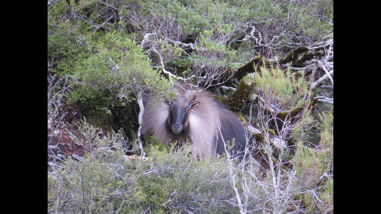 Tahr Rut - Scrub Bulls in Westland Wilderness - YouTube