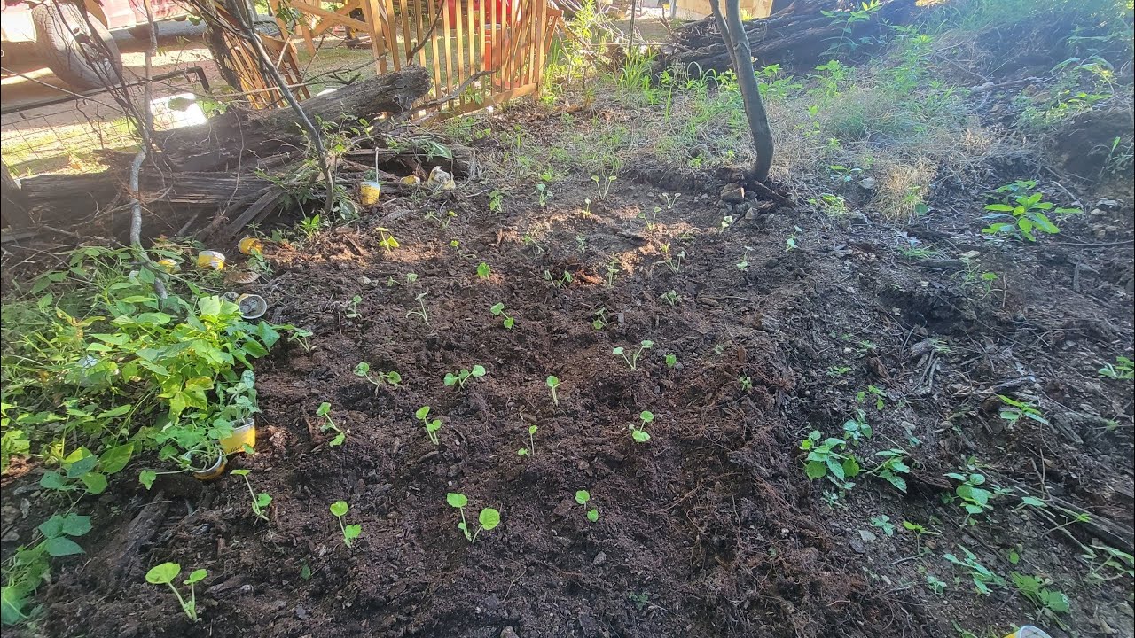 What I got! #forage #unique - YouTube