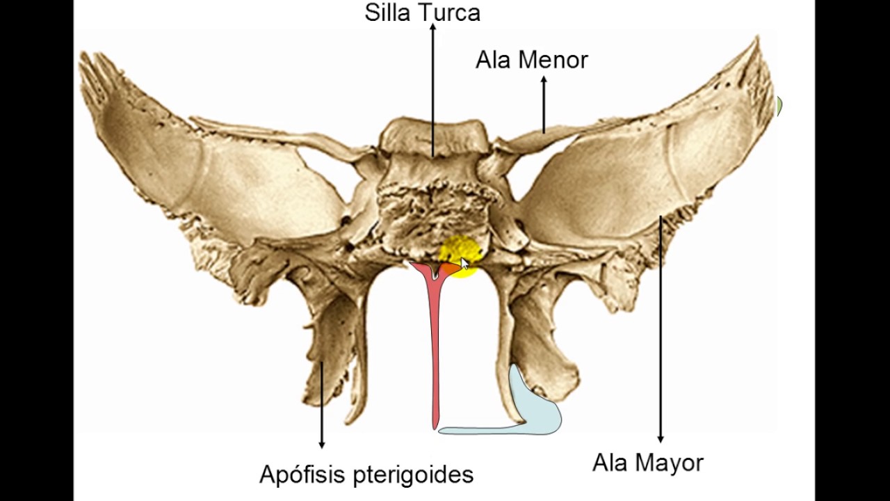 ESFENOIDES - YouTube