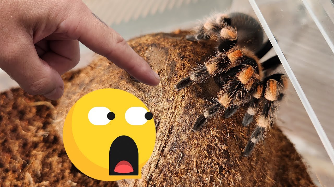 Mi primera TARÁNTULA 😱 ¿ SÓN TAN PELIGROSAS ? - YouTube