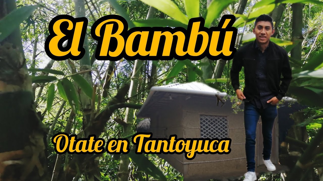 El Bambú o Otate del náhuatl (otatli- caña dura) #explore ...