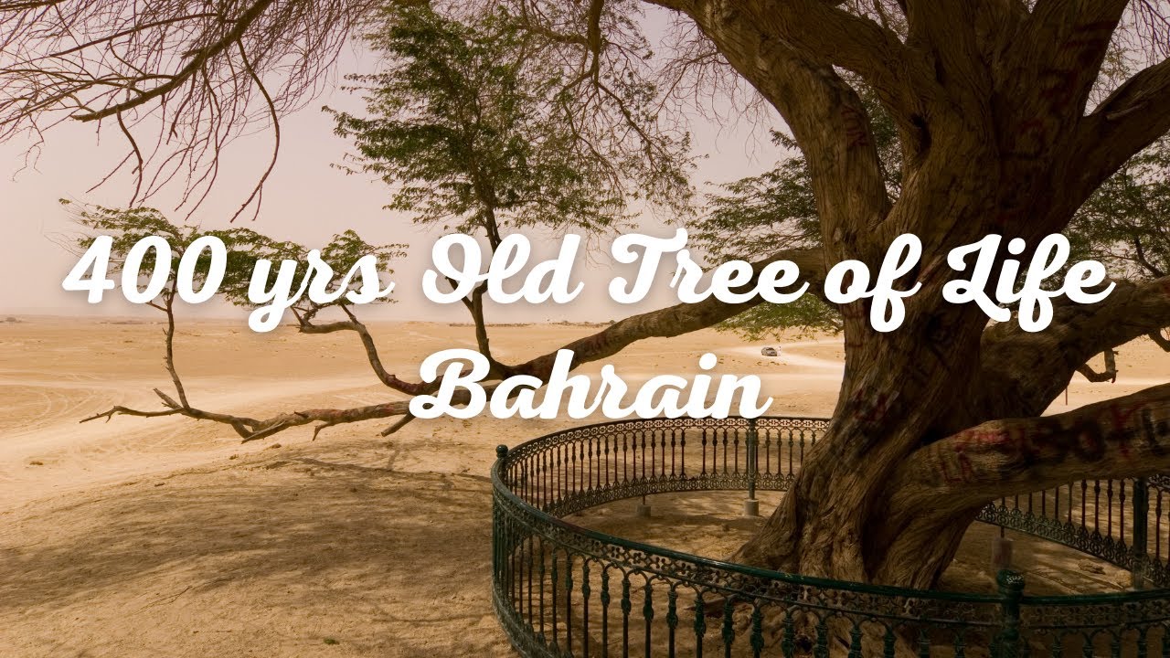 A Miraculous Survival in the Desert | Mysterious Tree of Life | Bahrain ...