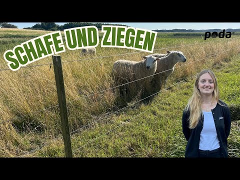 Zäune für Schafe und Ziegen – welche sollten Sie wählen? | Poda Zaun