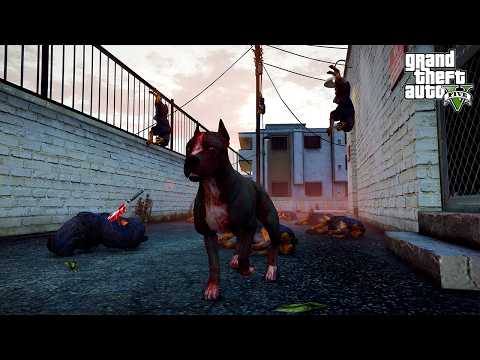 PİTBULL TERMİNATÖR UYURGEZER OLDU VE NE YAPTIĞINI HATIRLAMIYOR! - GTA 5 PİTBULL'UN HAYATI