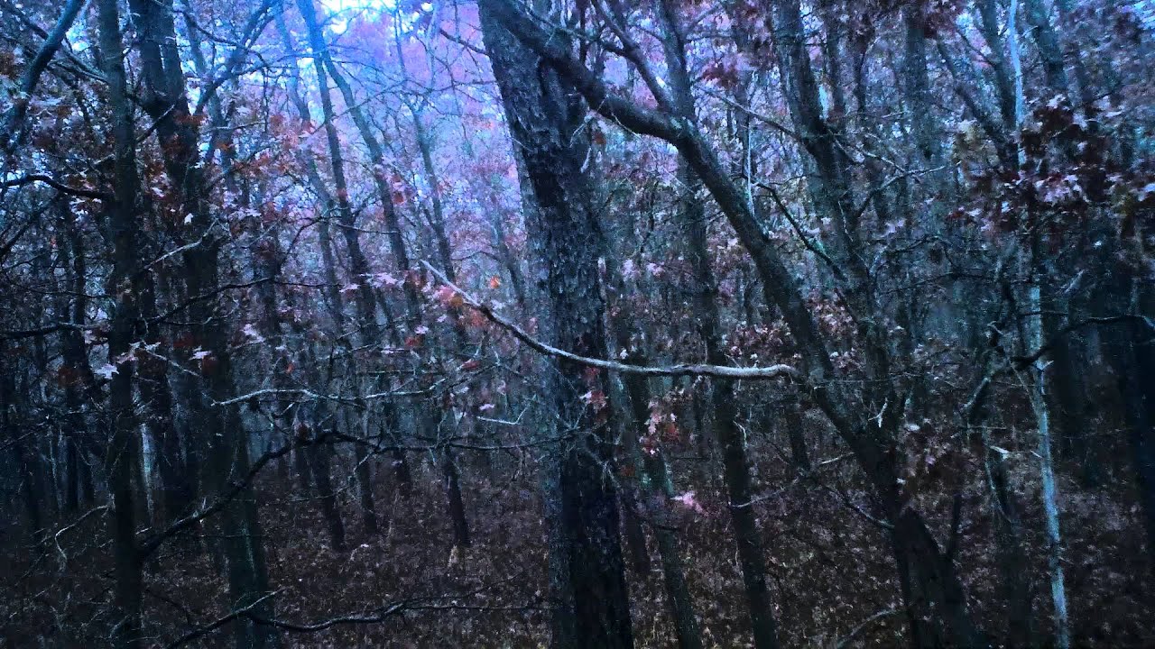 long island Bow Hunting Whitetail deer - YouTube