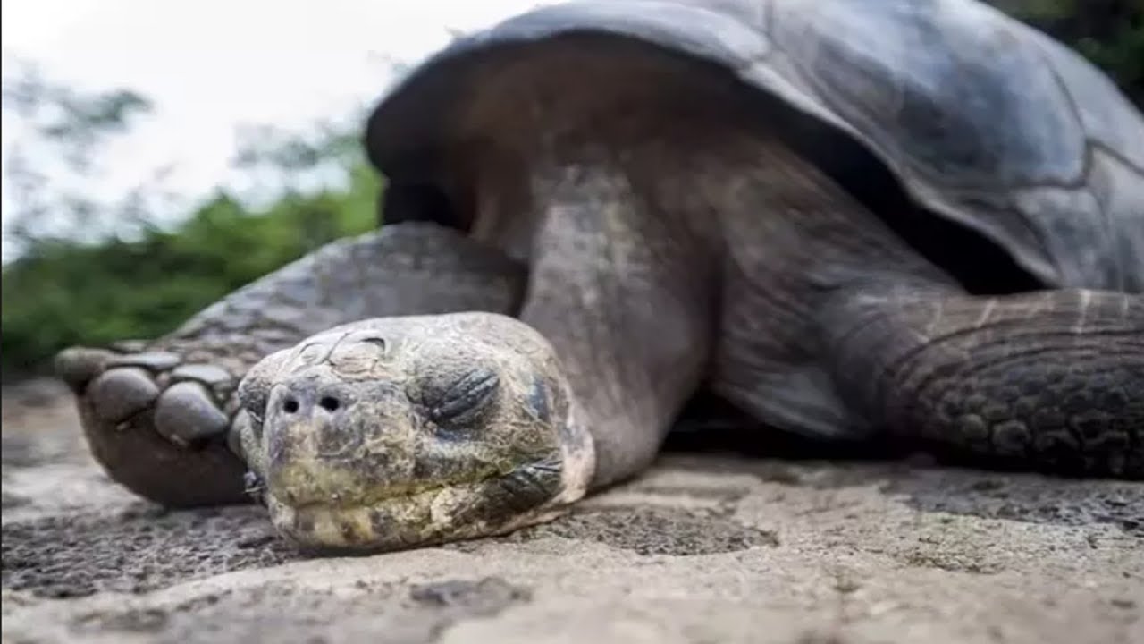 102 सालो से अकेला और उदास रहा ये कछुआ | The Loneliest And Sad Animals ...