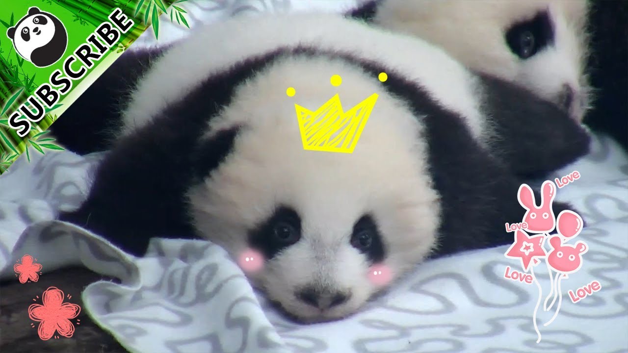 Are You Sleeping, Brother Panda? | iPanda - YouTube