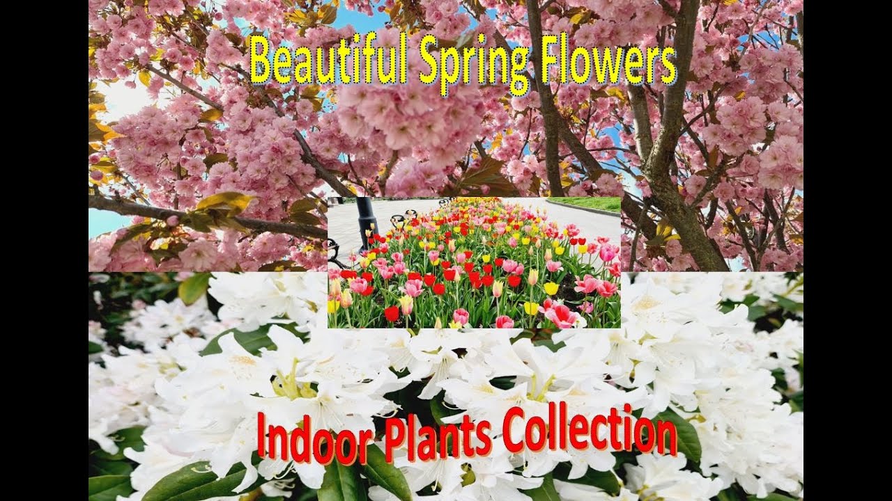 Beautiful Spring Flowers & Indoor Plants Collection Vlog # 120 - YouTube