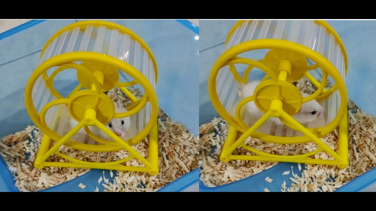 Dombee Enjoys Working Out On Its New Treadmill | Cute Hamsters | Cute ...