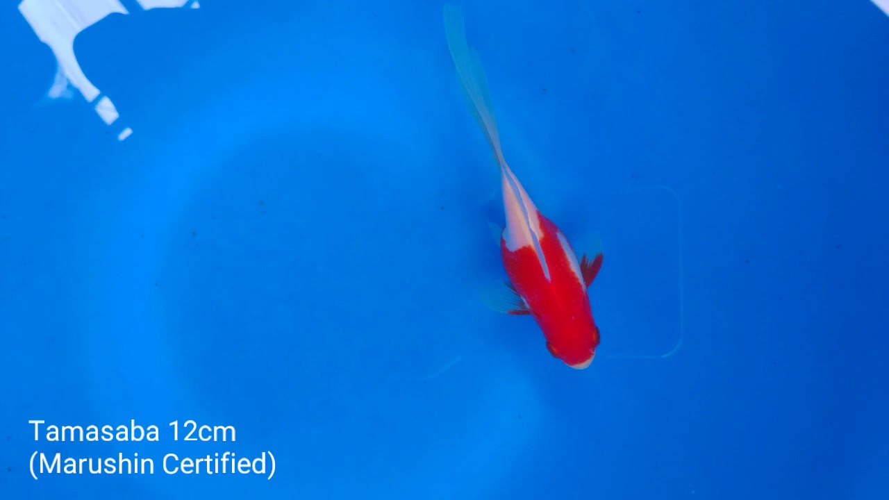 Japan Koi Tamasaba Fish Tosai Ikan Koi Import Tamasaba Marushin Koi ...