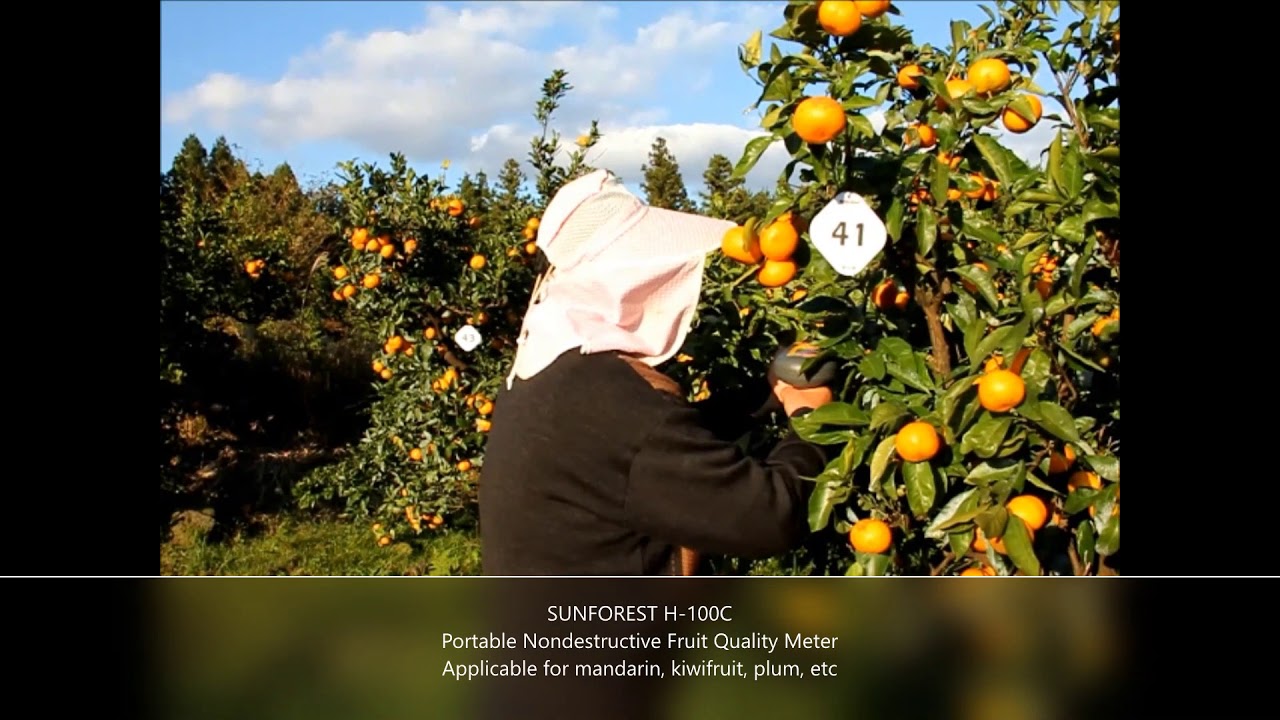 SUNFOREST H 100C Portable Nondestructive Fruit Quality Meter - YouTube
