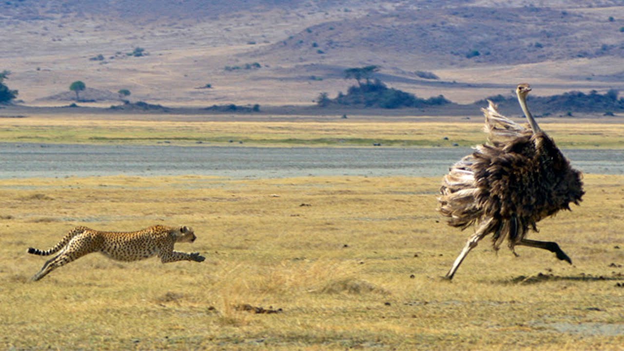 Cheetah vs Ostrich | Epic Battle | BE WILD - YouTube
