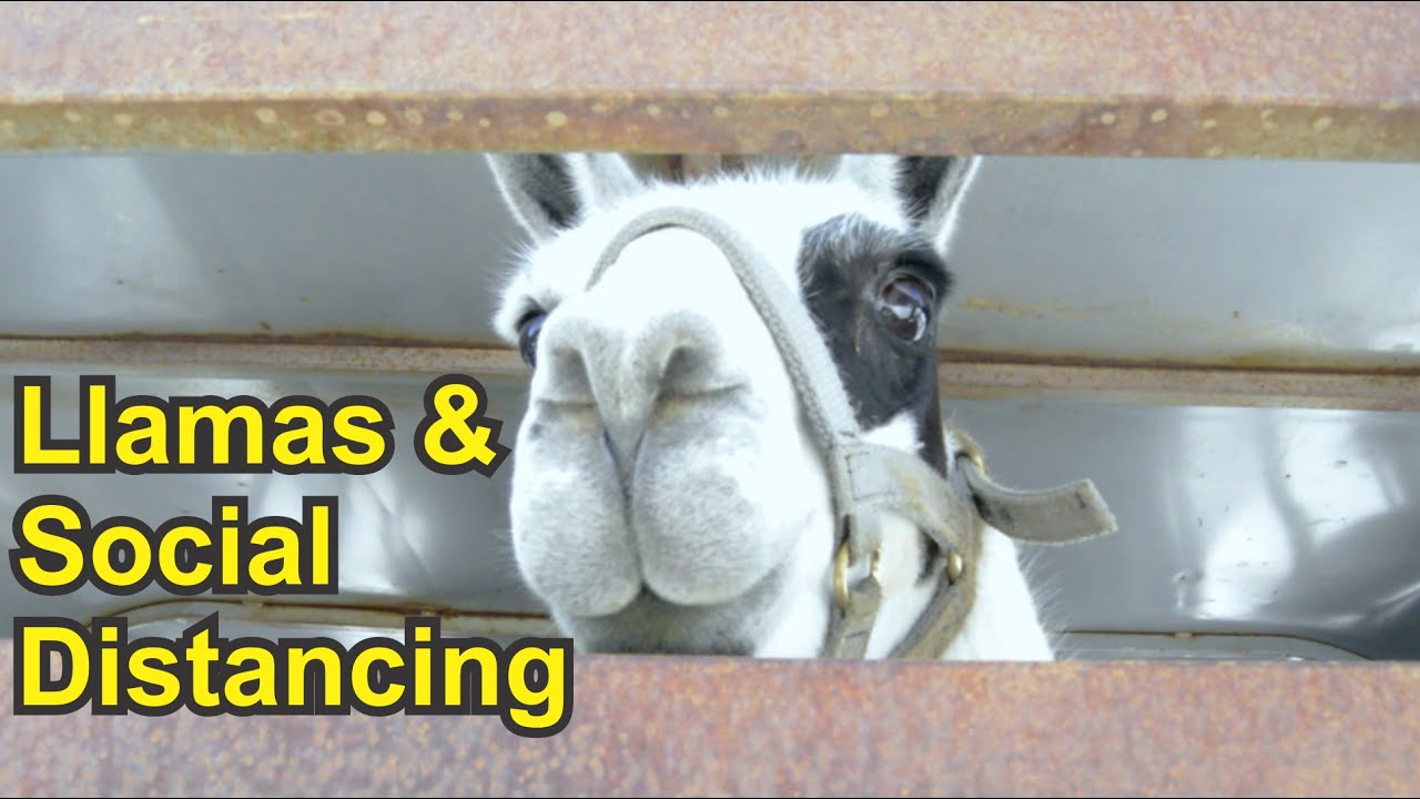 Llamas & Social Distancing - YouTube