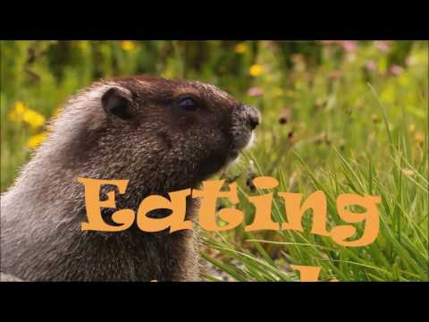 Best dyre film (SØTE DYR) :)xDxD