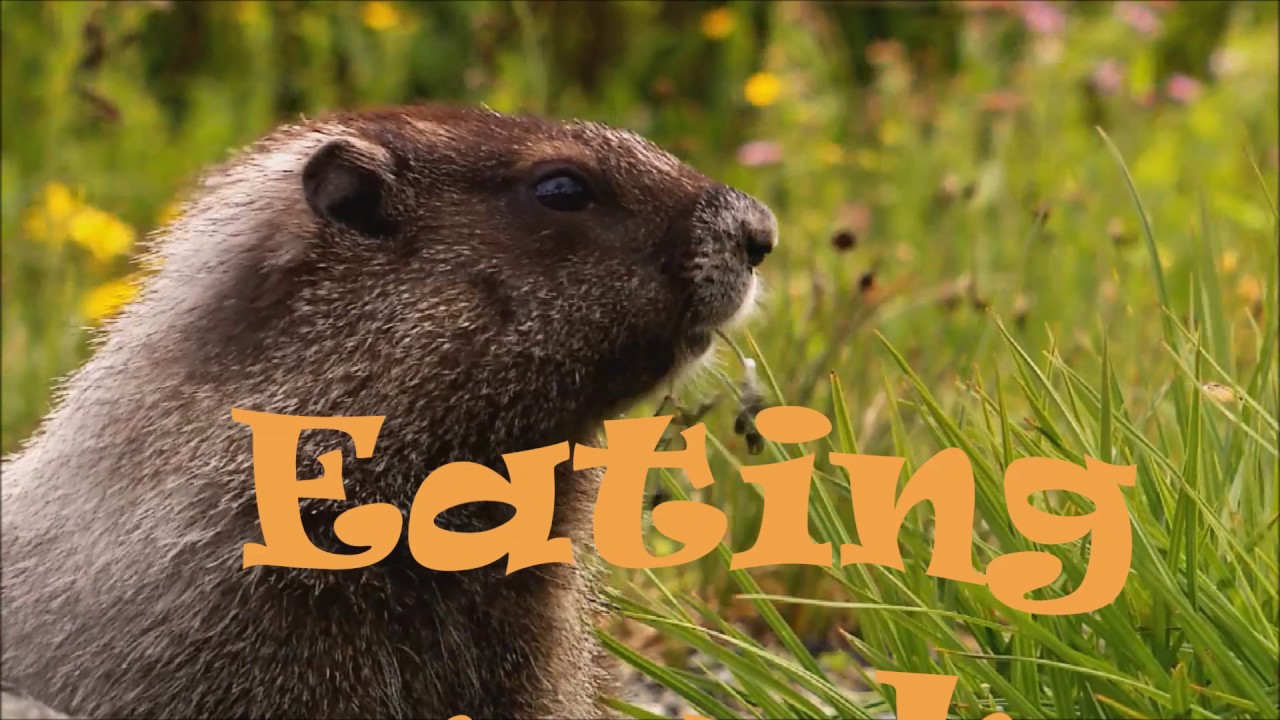 Best dyre film (SØTE DYR) :)xDxD - YouTube