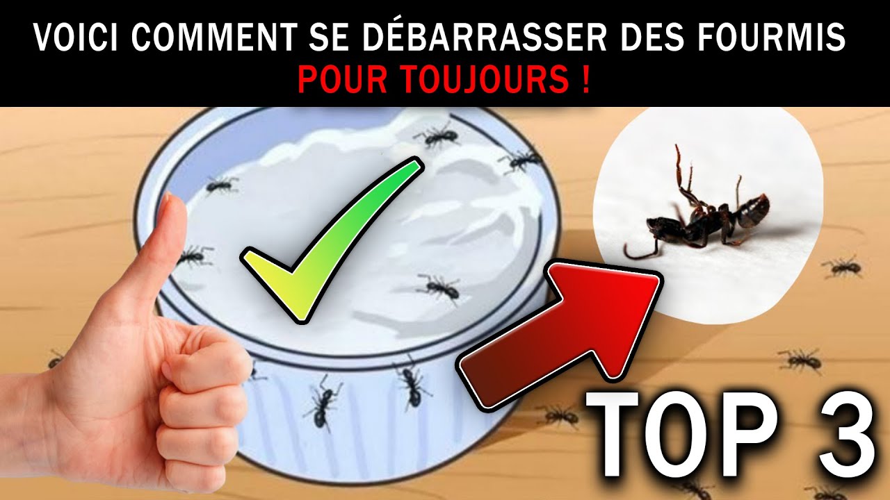 TOP 3 : Meilleur Piège Anti-Fourmis Efficace 2023 - YouTube