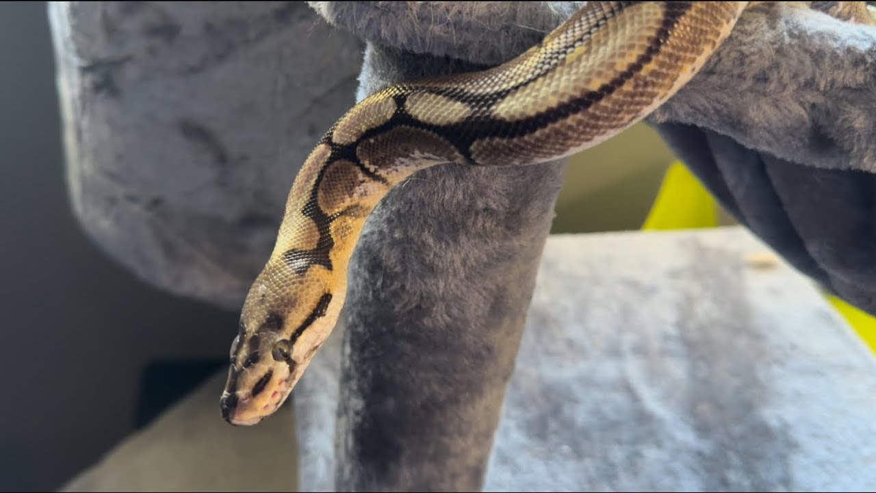 Curse of the Ball Python: The Spider Gene | Series Royal Python 101 ...