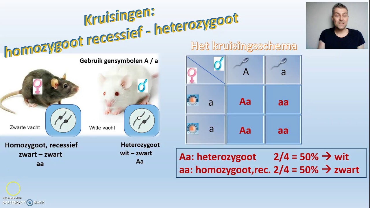 Erfelijkheid Kruisingsschema - biodam thema 3 video 2 van 4 - YouTube