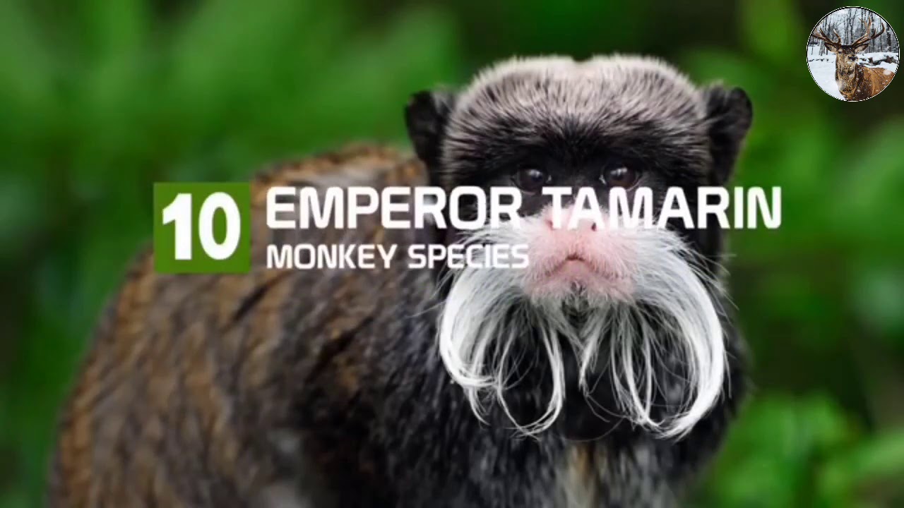 Top 10 monkey species in the world, 10 types of monkey 2020 - YouTube