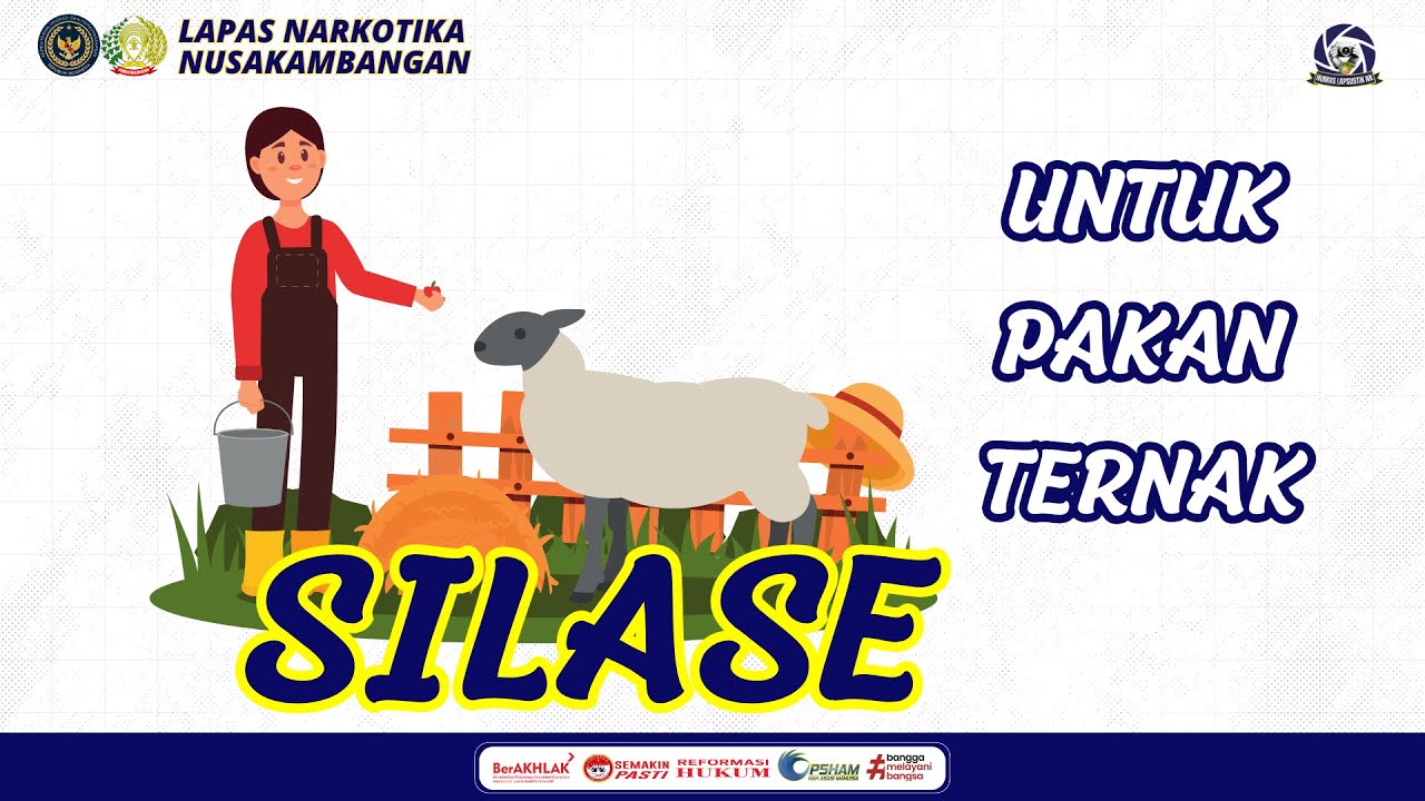 PROSES PEMBUATAN SILASE UNTUK PAKAN TERNAK - YouTube