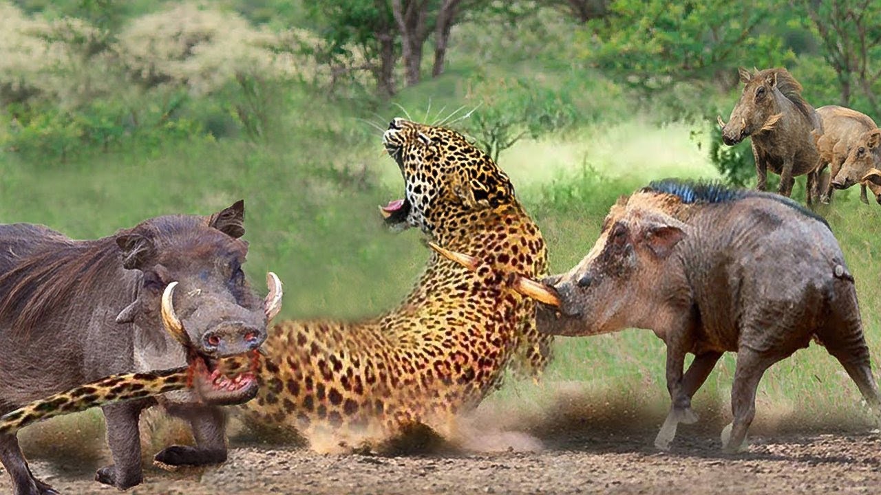 Leopards Excruciating Pain When Attacked Warthog, What Next Happen ...