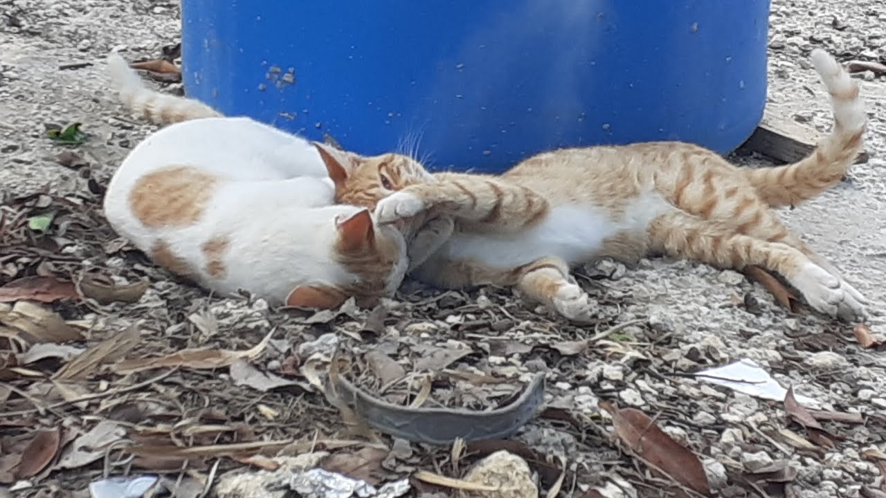 Pet Cat Brothers Playing | Pet Cats | Cat Vlog | Outdoor Cats - YouTube