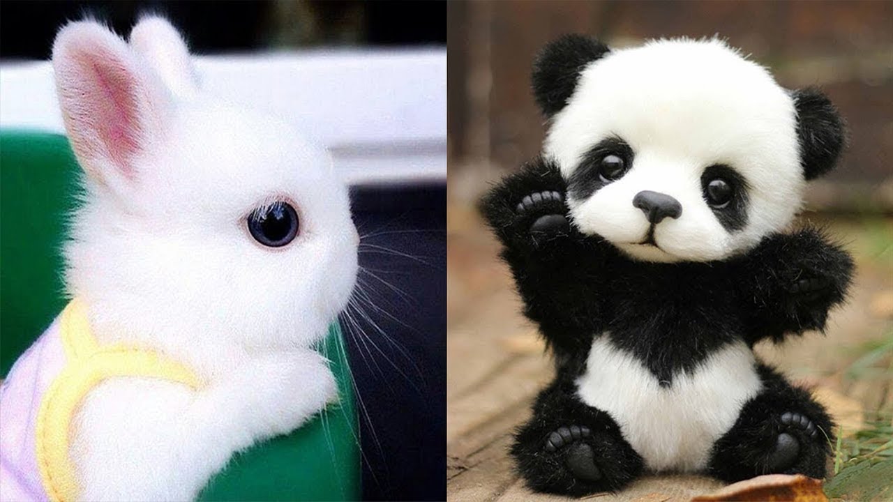 Cute show可爱秀-Cute Pets Collection可爱动物合集. - YouTube