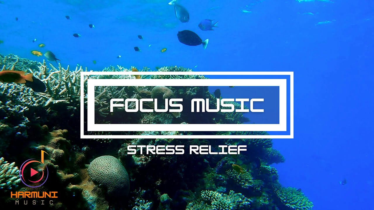 4K Stunning Underwater Wonders of the Red Sea + Relaxing Music - Focus ...