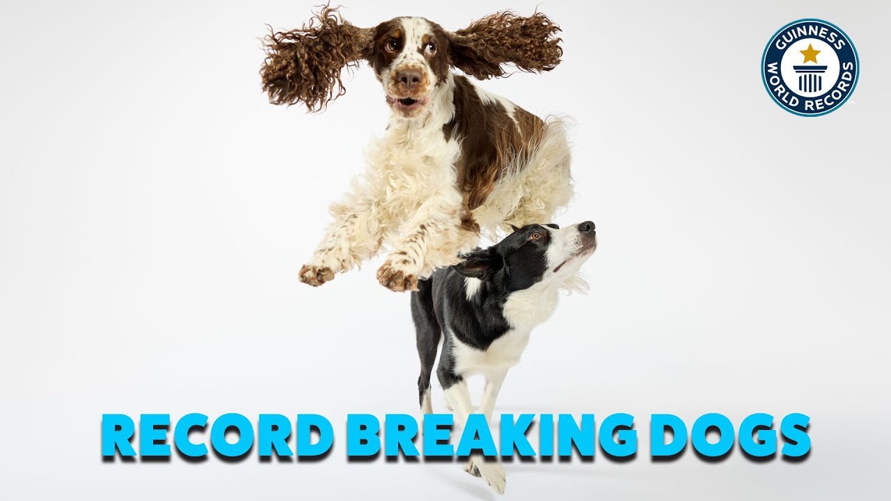 Bonnie and Simba, the record-breaking dogs! | Guinness World Records ...