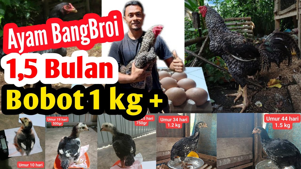 Ayam Jumbo Super | Ayam Bangbroi | Ayam Cepat Panen | Pacek Handal ...