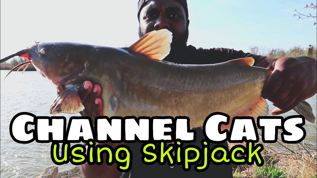Fishing For Channel Catfish/Using Skipjack Herring! - YouTube