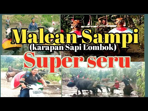 BEGINILAH CARA KOMUNITAS MALEAN SAMPI (Karapan Sapi Lombok) MERAYAKAN ...