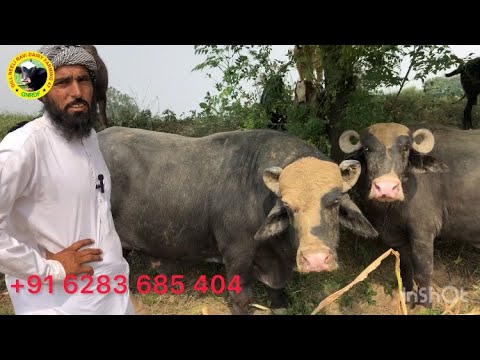 Neeli Ravi bull ਬਿੱਲੂ - YouTube