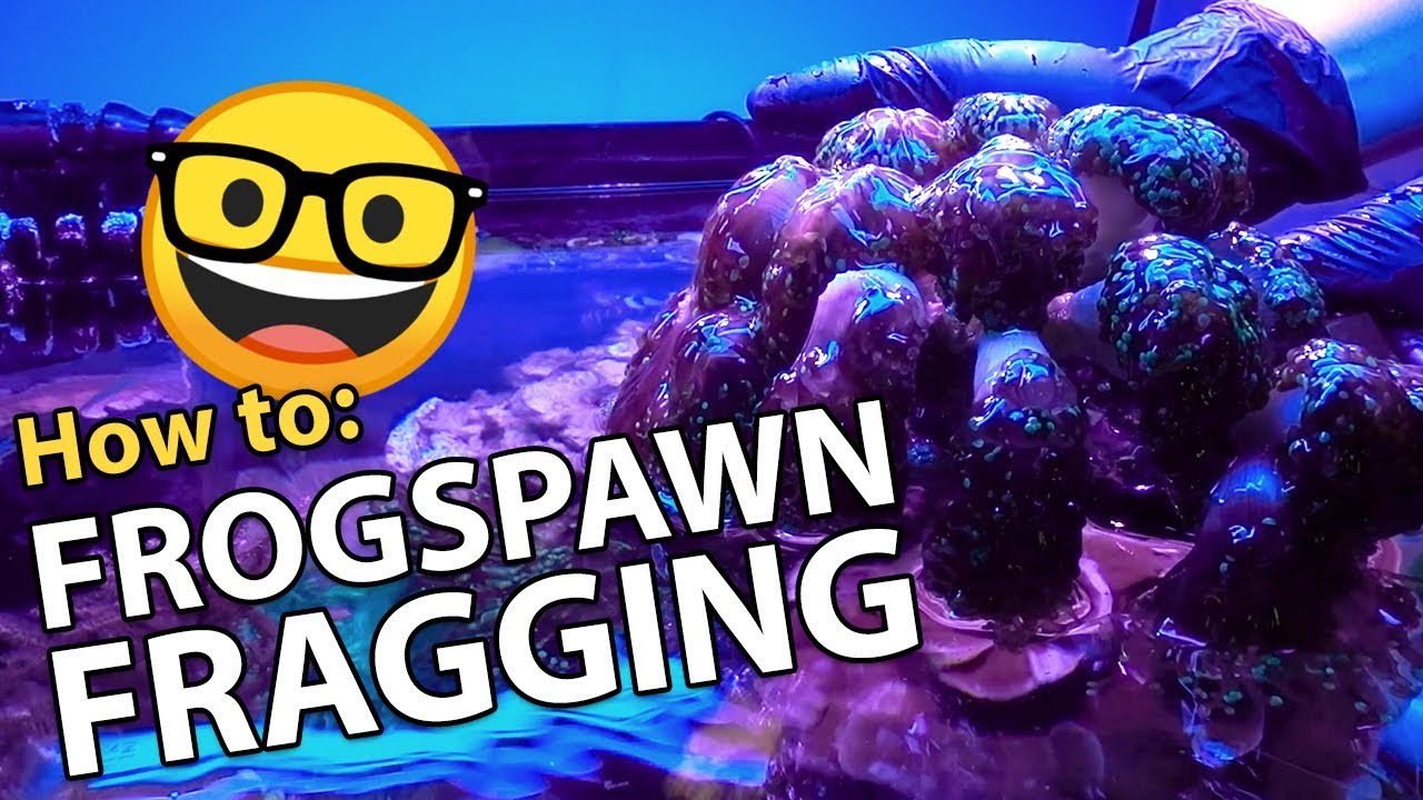 Fragging Frogspawn Coral (Euphyllia), moving Gold Wall Hammer - YouTube