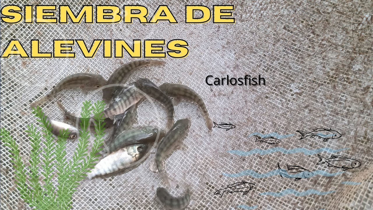 Siembra de alevines en mi nuevo estanque🐟🐟 || Carlosfish - YouTube