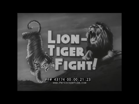 LION AND BENGAL TIGER FIGHT TO THE DEATH   GIR FOREST INDIA  1930s MOVIE 43174
