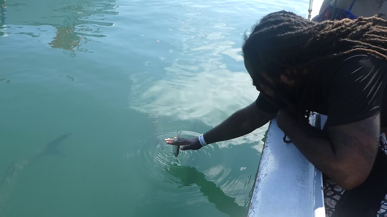 Feeding giant fish in Belize. - YouTube
