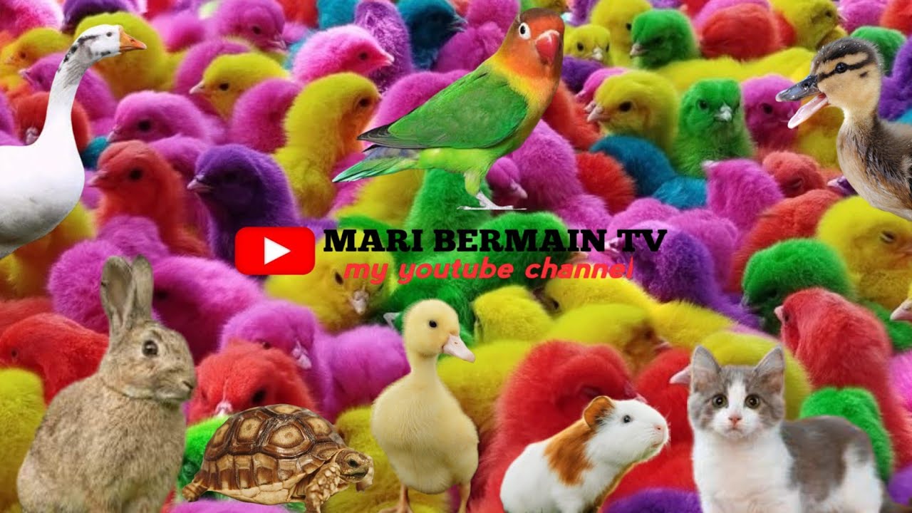 Tangkap Hewan lucu, Ayam warna warni, Kelinci, Hamster, Telur ayam ...