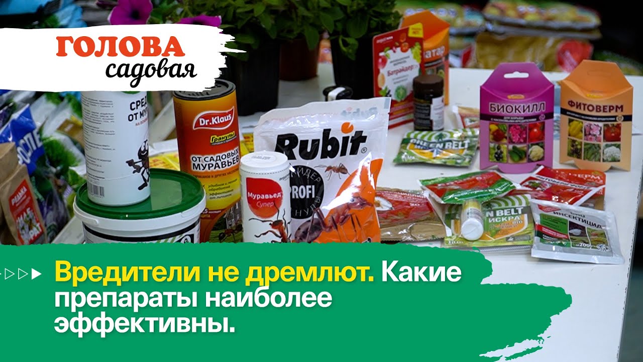 Голова садовая - Вредители не дремлют. Какие препараты наиболее ...