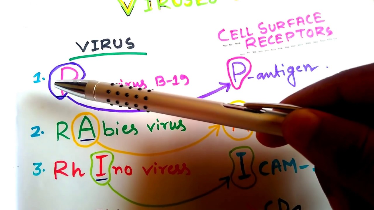 Specific Cell Surface Receptor For Viruses,An Interesting Mnemonic for ...