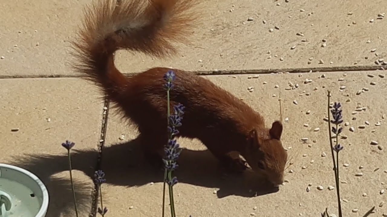 single antenna squirrel feeds - YouTube