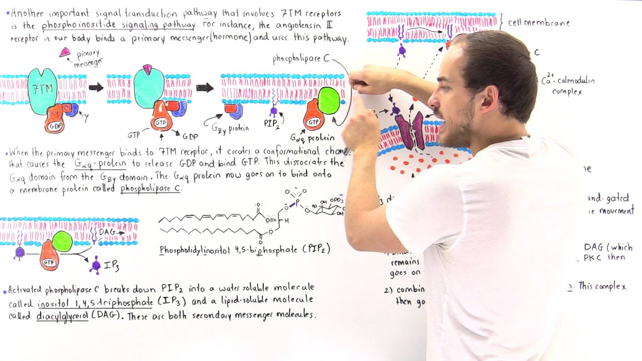 Phosphoinositide Signal Pathway - YouTube